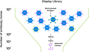 scFv Antibody Yeast Display Library | Discovery | AvantEpee
